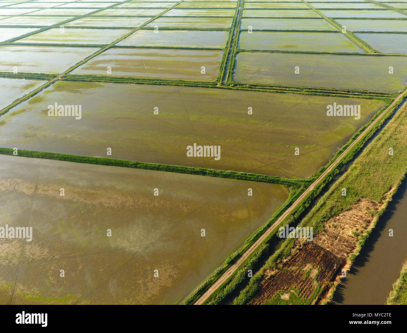 The rice fields are flooded with water. Flooded rice paddies. Agronomic ...