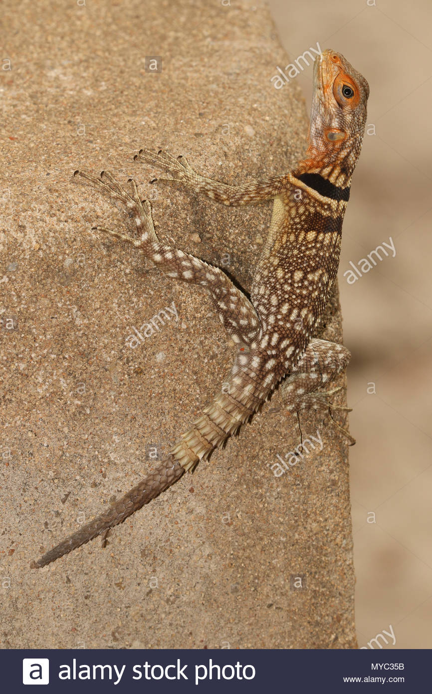 Mahajanga Madagascar Stock Photos & Mahajanga Madagascar Stock Images ...