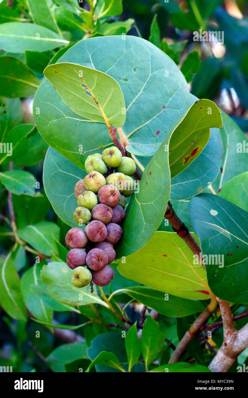 Sea grape coccoloba uvifera hi-res stock photography and images - Alamy