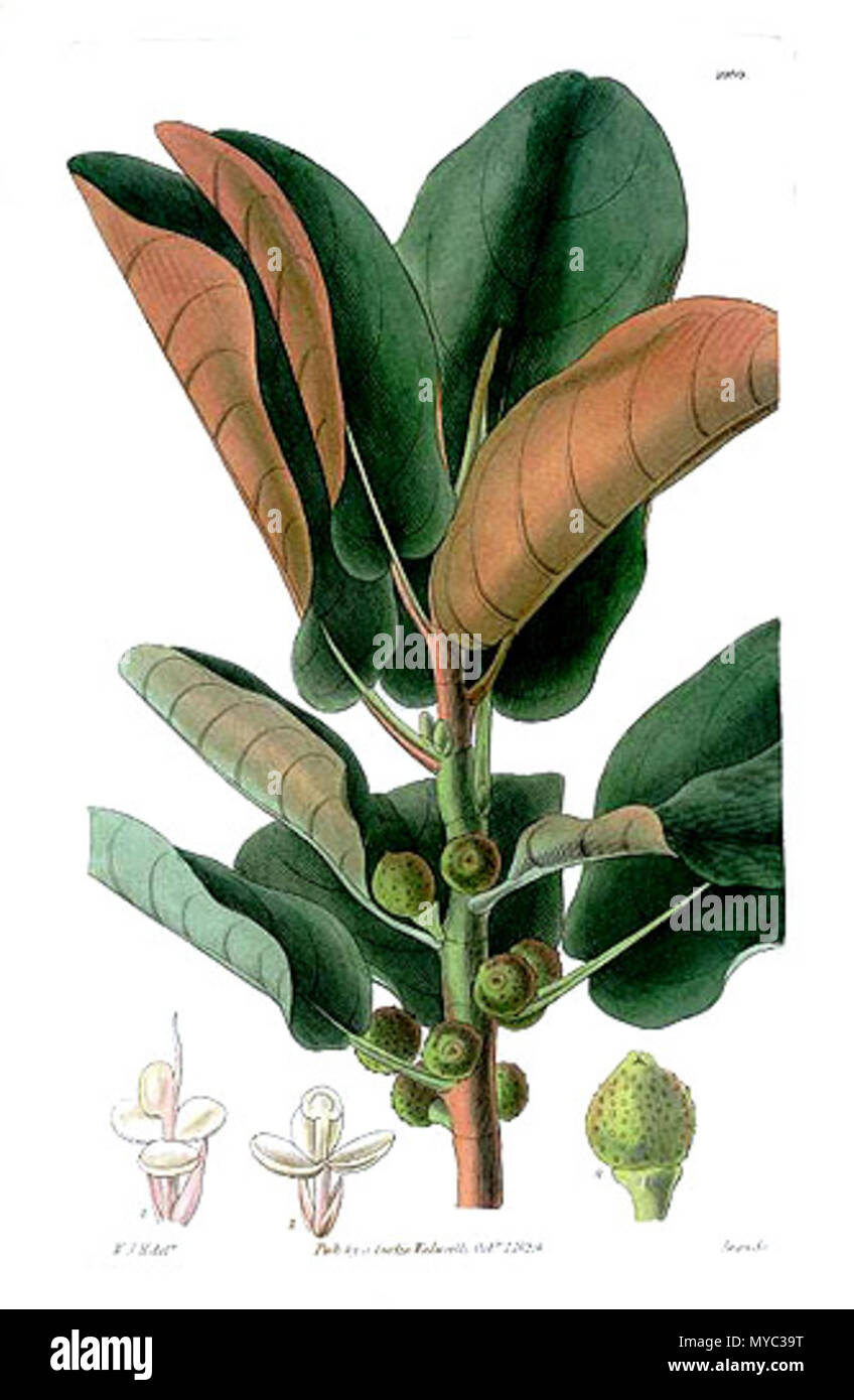 . Rusty-Leaved Fig, Botany-Bay Fig - Ficus rubiginosa. 1829. William ...