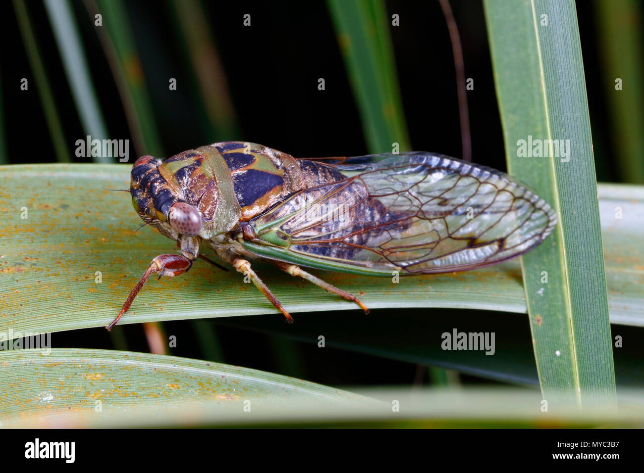 A cicada, Neotibicen davisi, perches on a palmetto leaf Stock Photo - Alamy