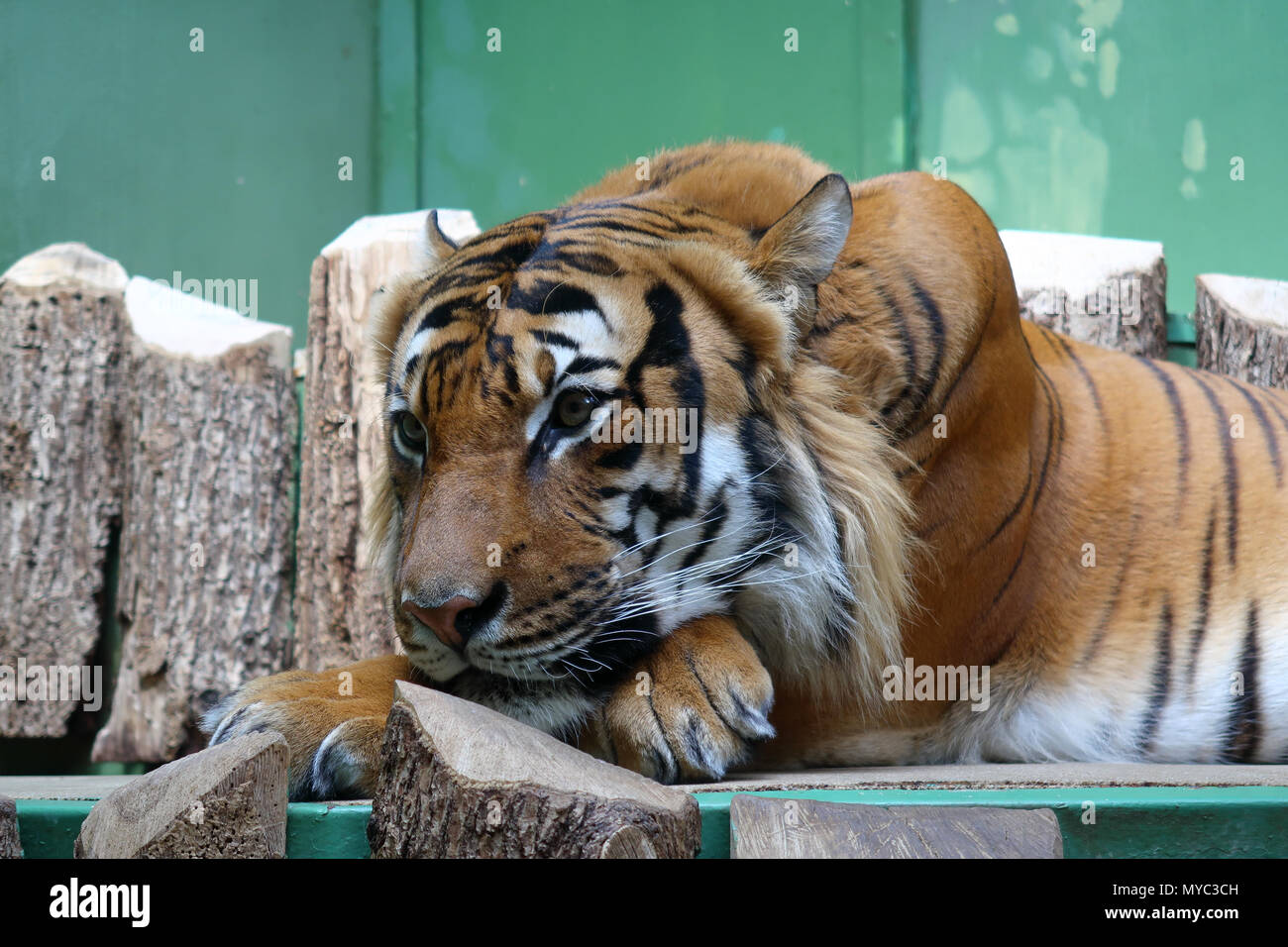 A close up of a tiger resting Stock Photo - Alamy