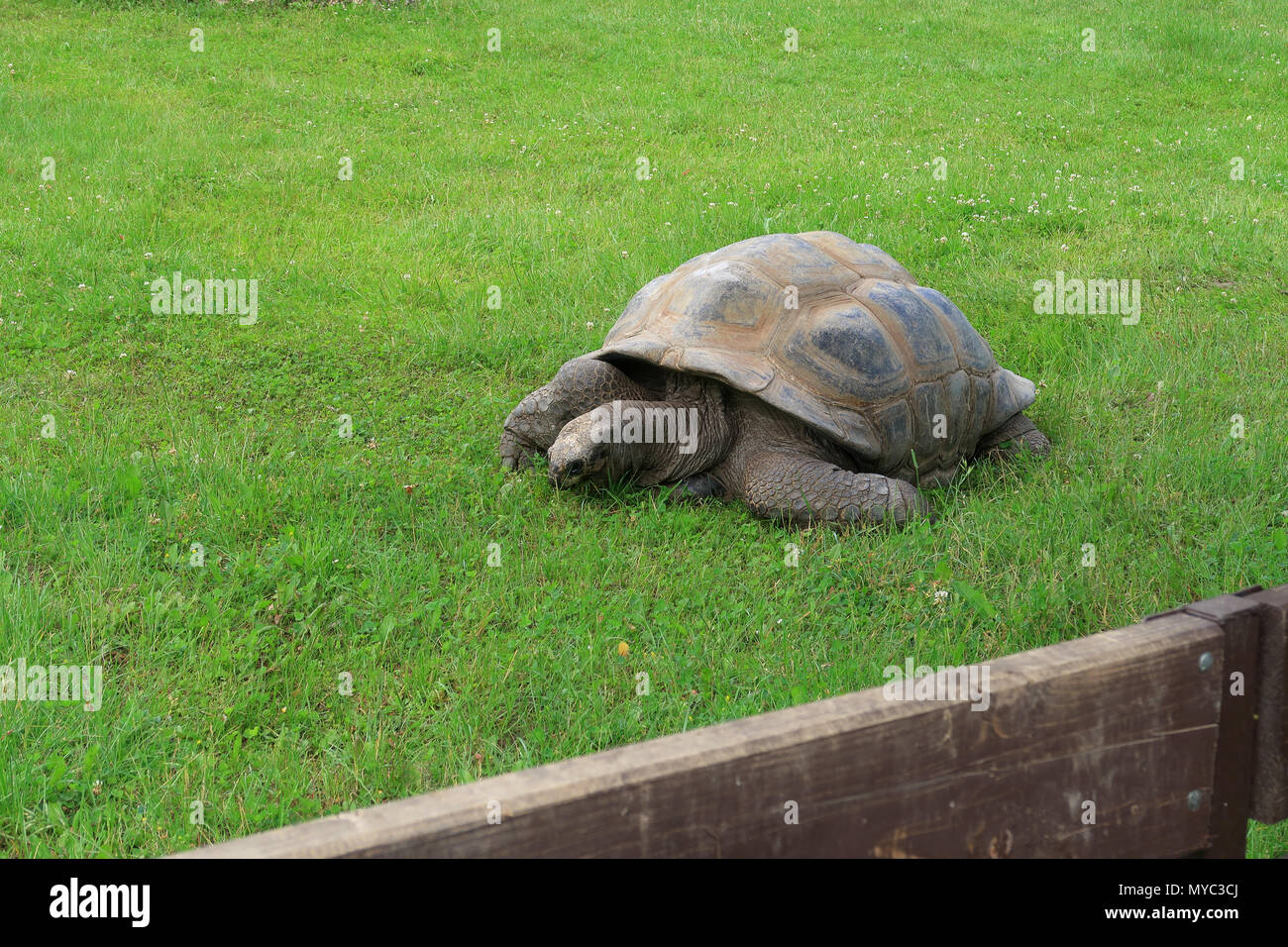 A giant Tortoise eating the grass Stock Photo - Alamy