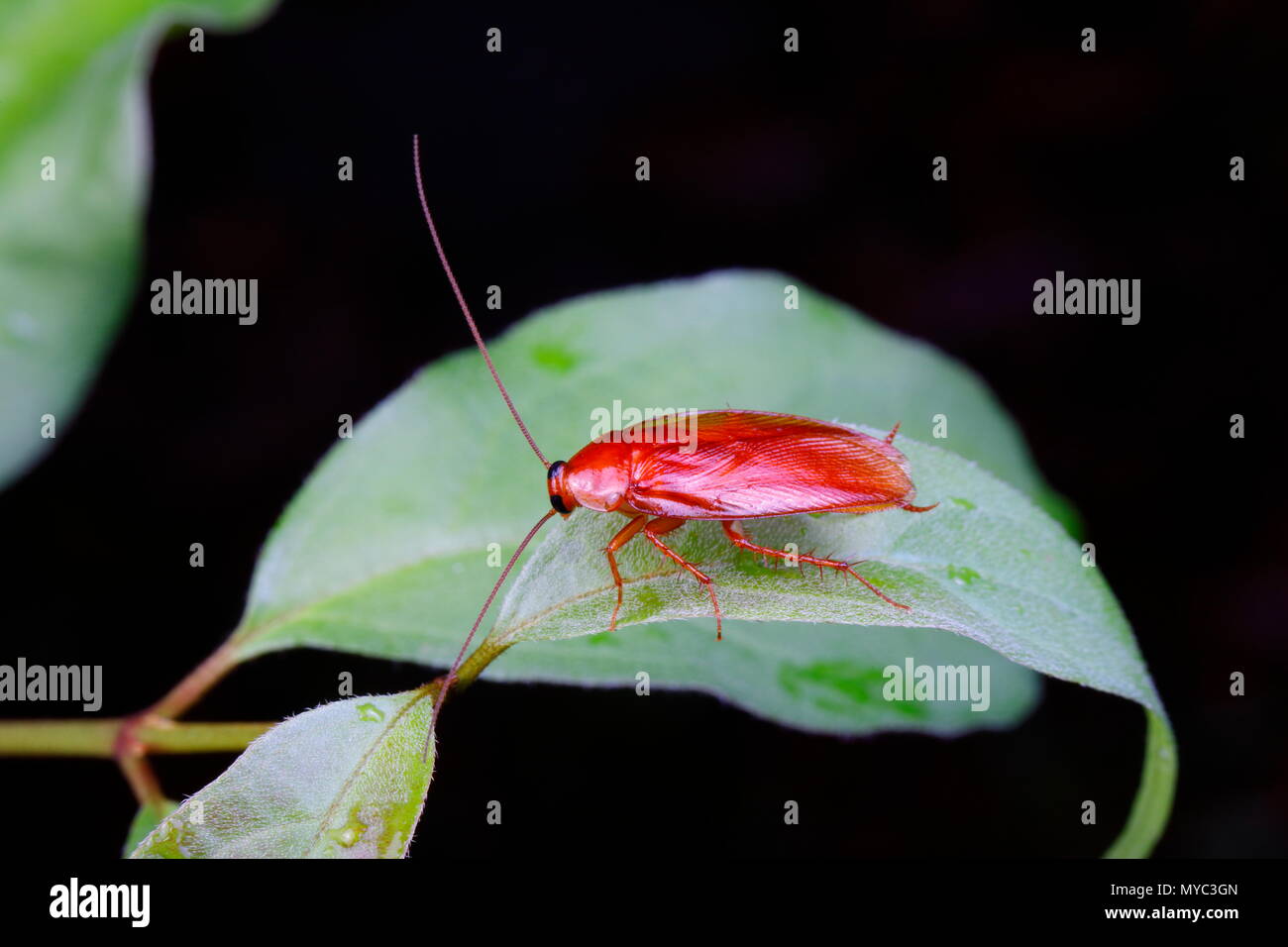 Cockroach side view hi-res stock photography and images - Alamy