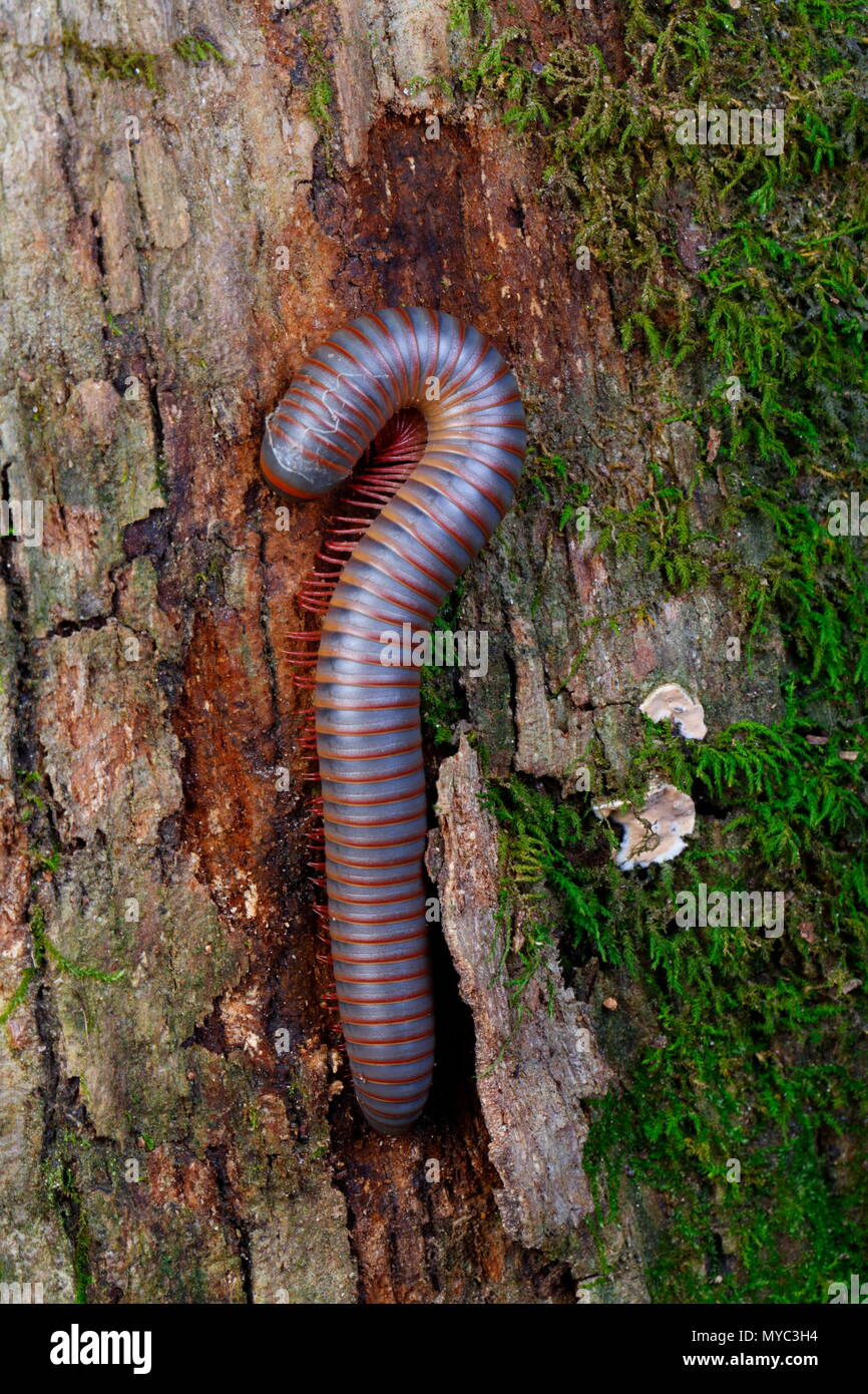 American giant millipede hi-res stock photography and images - Alamy