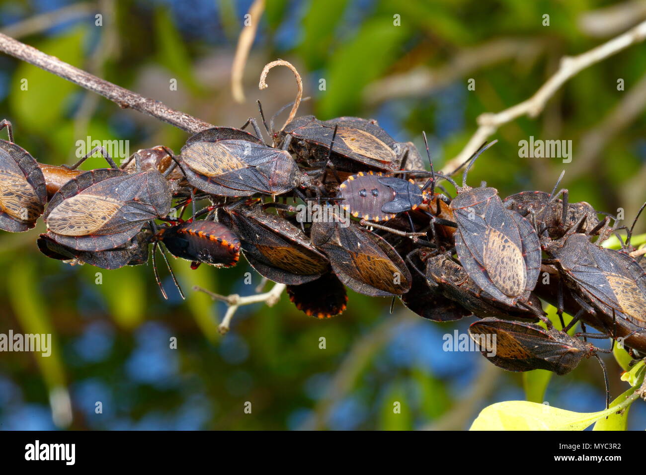 A group of sweetpotato bugs, Physomerus grossipes, swarming Stock Photo ...