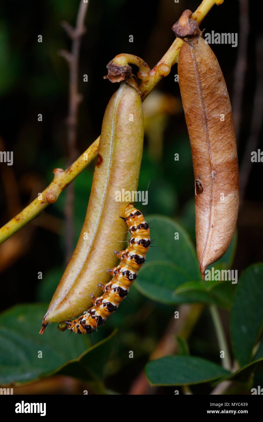 A bella moth caterpillar, Utetheisa ornatrix, feeding on rattlebox ...