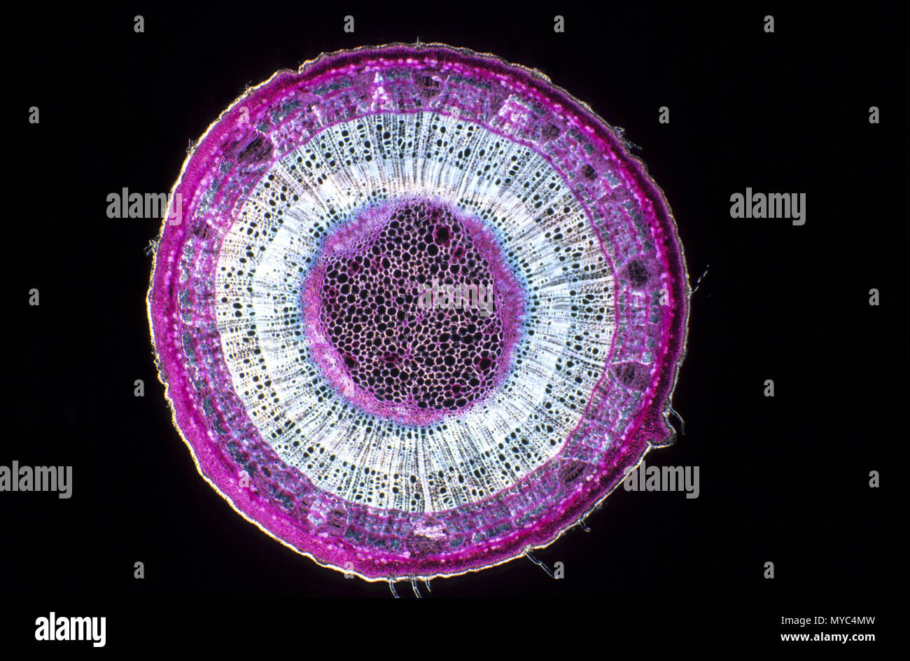 Xylem vessel hi-res stock photography and images - Alamy