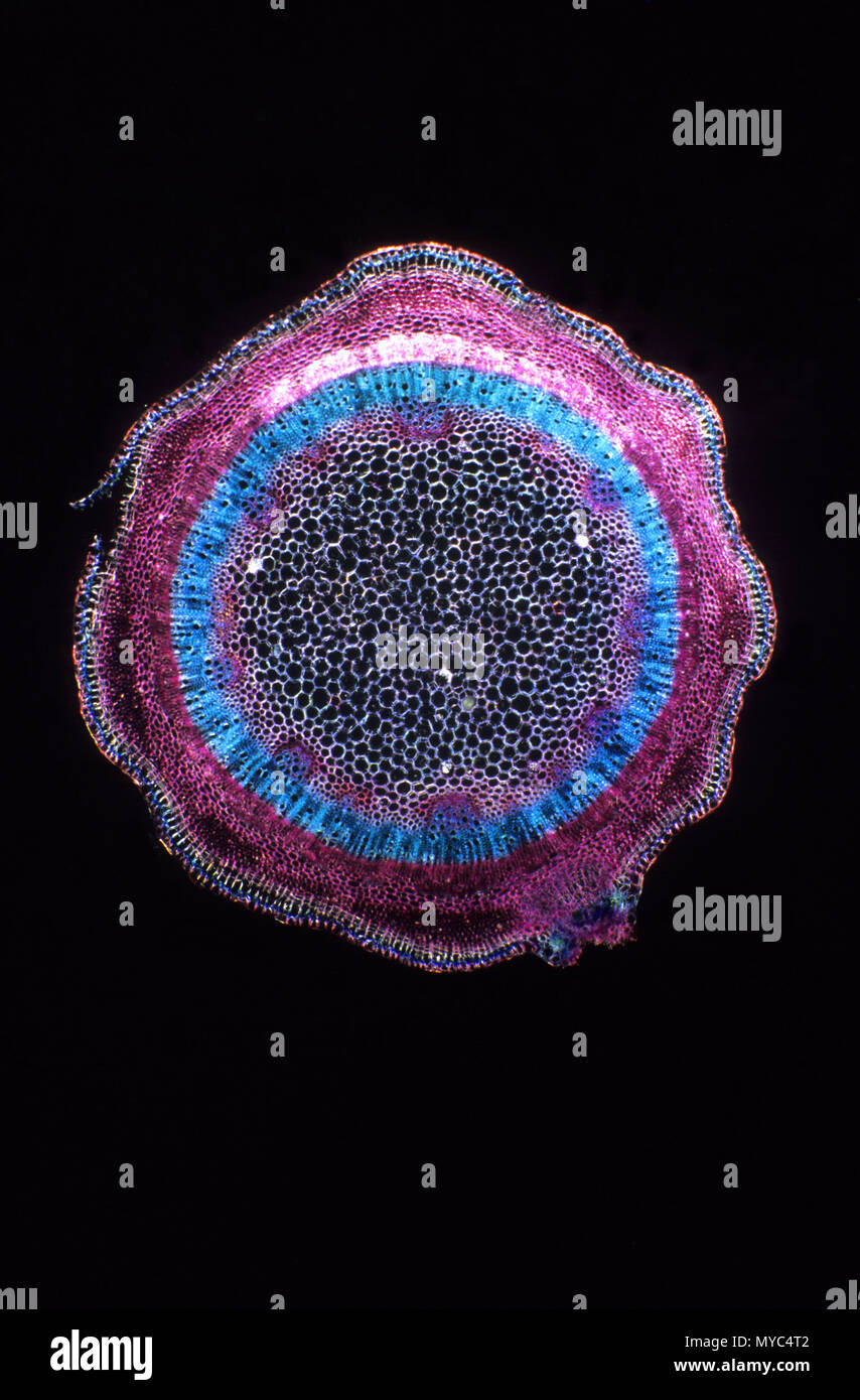 Monocotyledon hi-res stock photography and images - Alamy