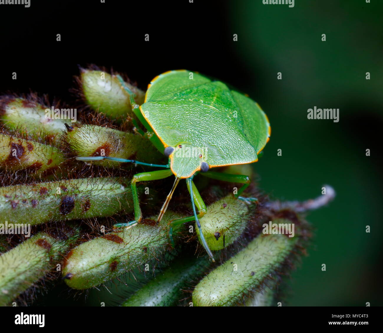 A southern green stink bug, Nezara viridula, feeding on a bean pod ...
