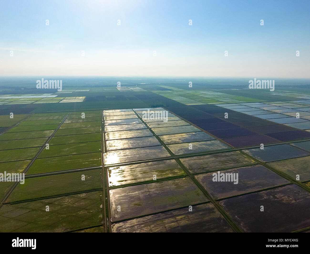 The rice fields are flooded with water. Flooded rice paddies. Agronomic ...