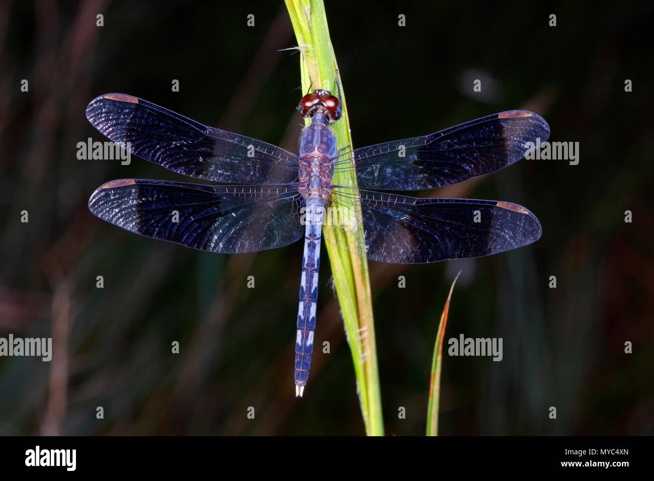 A male band-winged dragonlet, Erythrodiplax umbrata, at rest on a plant ...