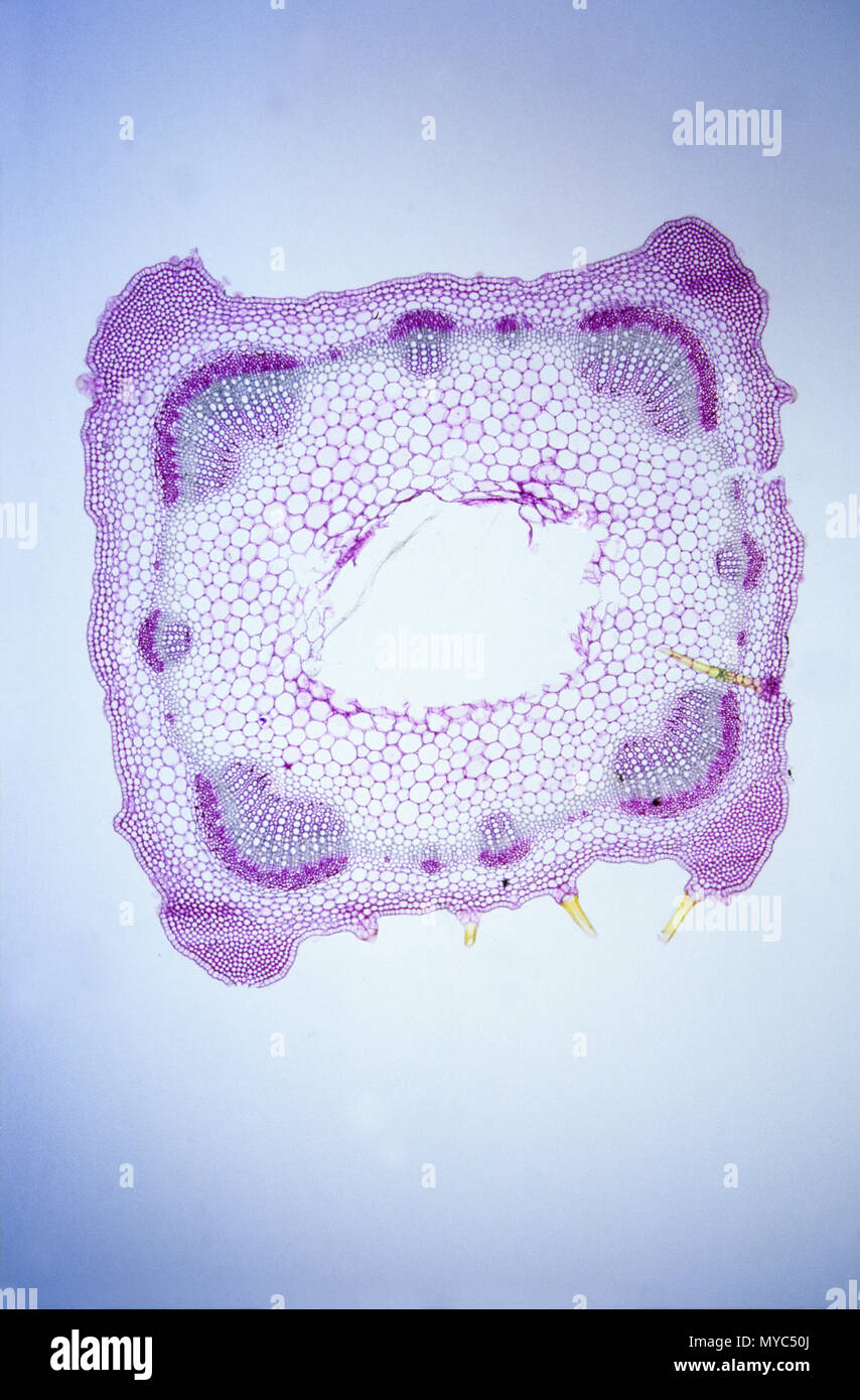 Collenchyma plant cells hi-res stock photography and images - Alamy
