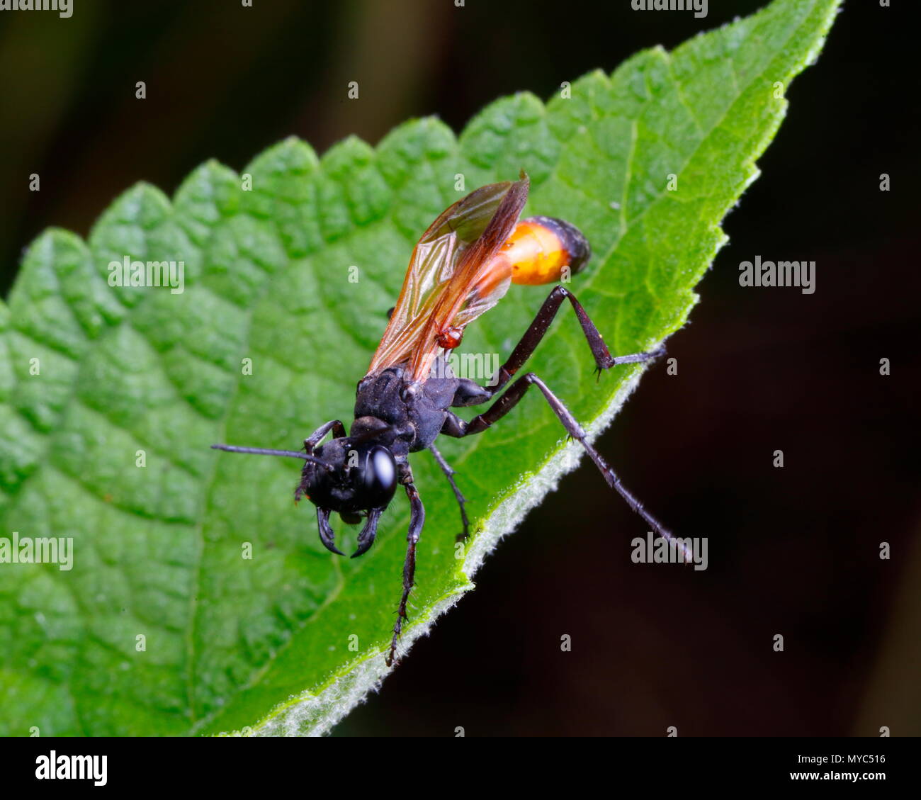 A thread waisted wasp, Ammophila procera, foraging on a leaf Stock ...