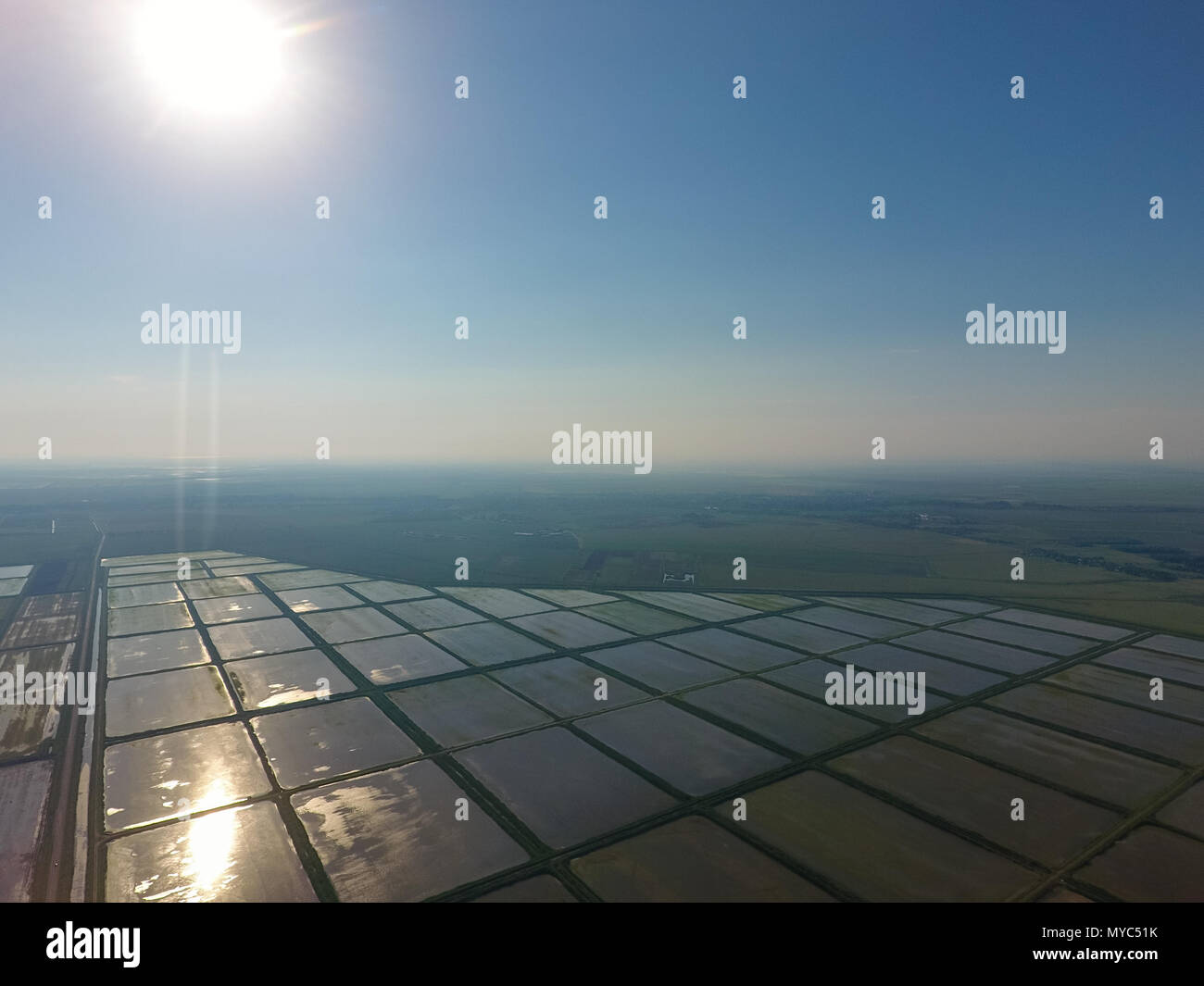The rice fields are flooded with water. Flooded rice paddies. Agronomic ...
