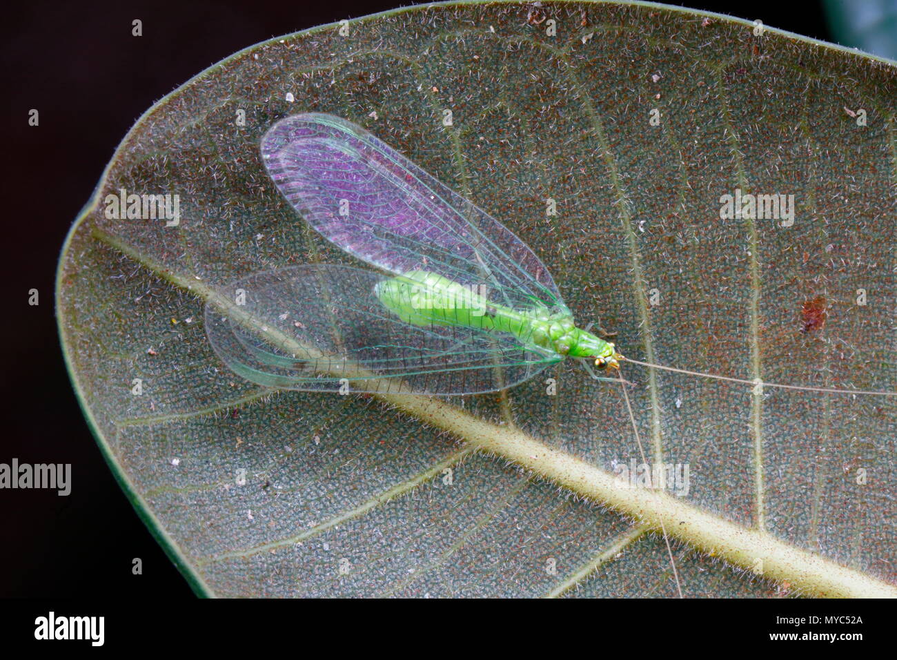 A green lacewing, family Chrysopidae, at rest on a leaf Stock Photo - Alamy