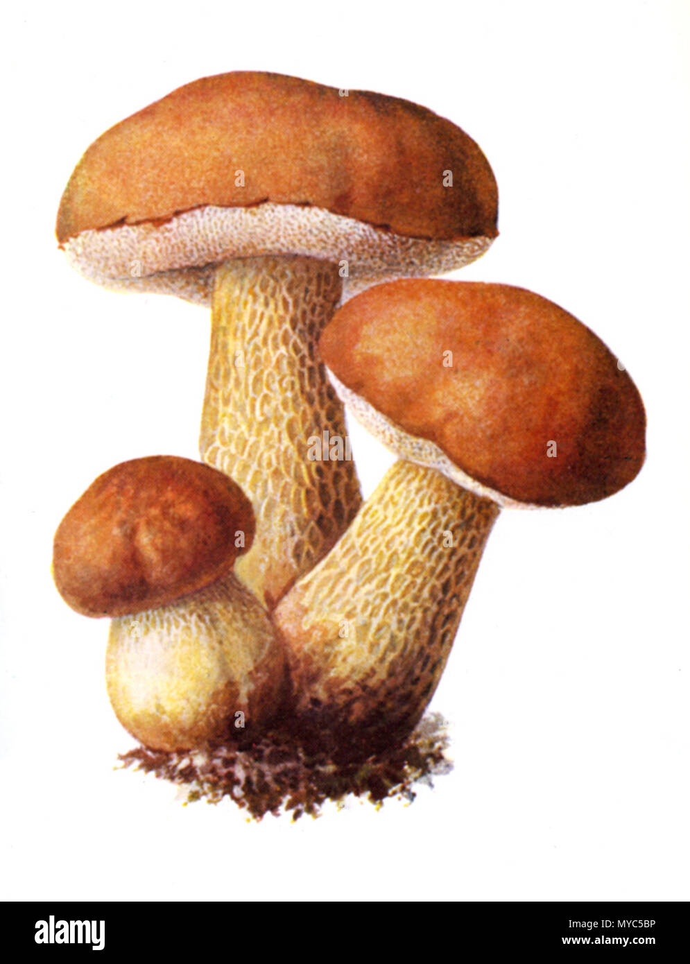 202 Cut Out Stock Images & Pictures - Alamy