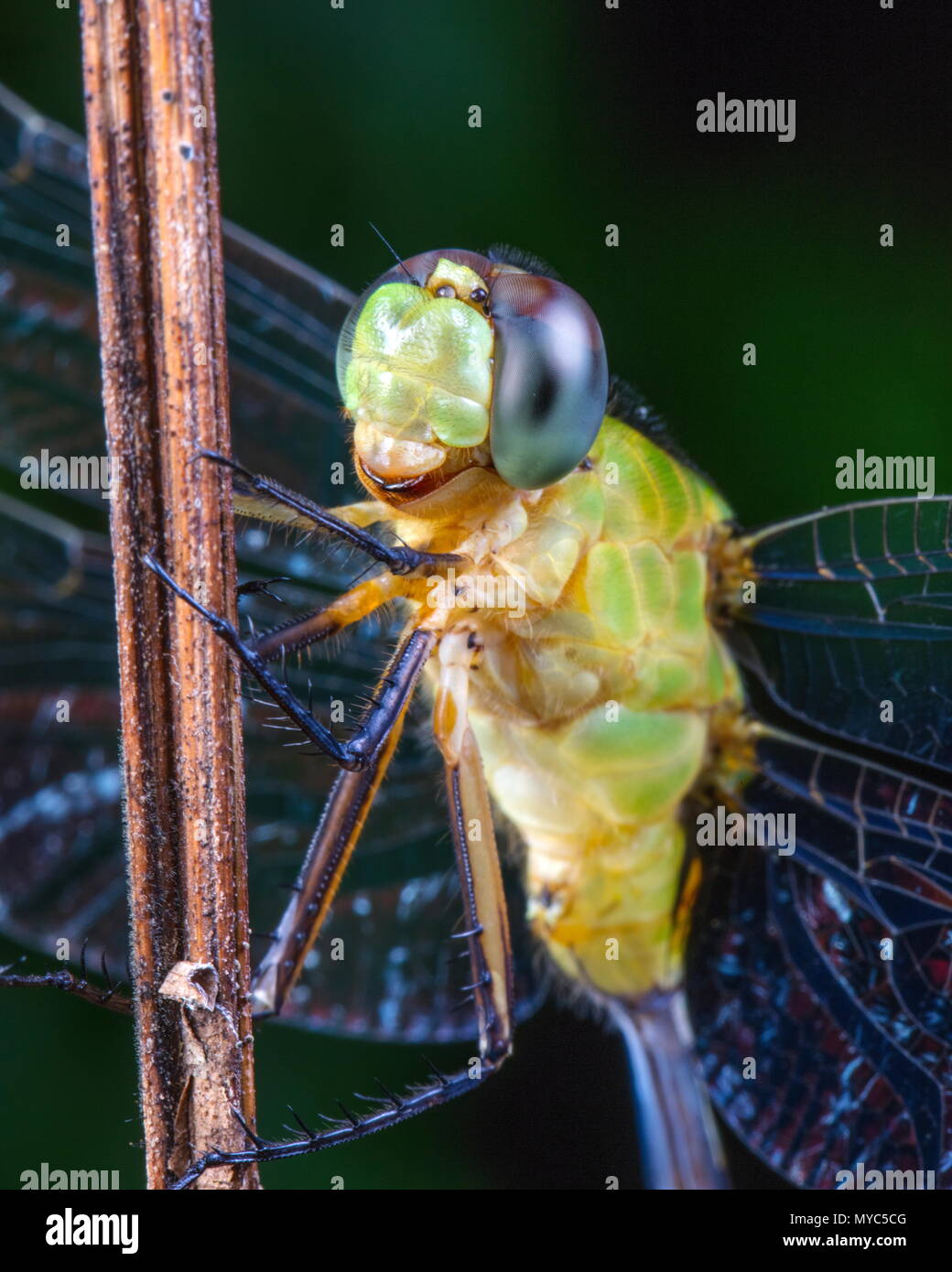 Longipennis hi-res stock photography and images - Alamy