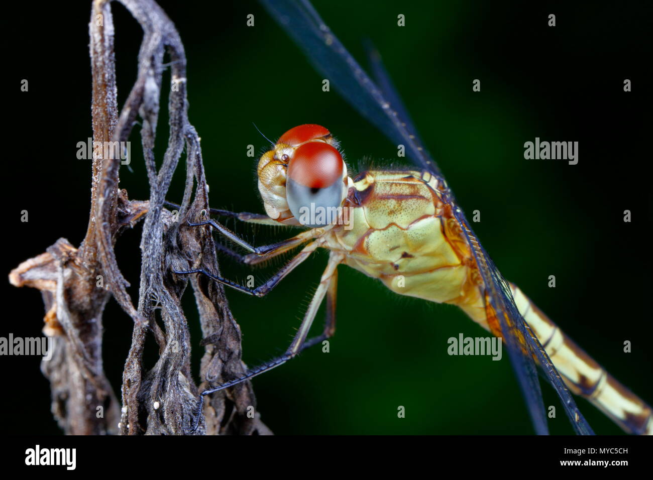 Longipennis hi-res stock photography and images - Alamy
