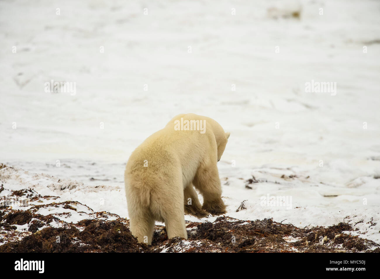 Polar Bear (Ursus maritimus) Excavating day bed in seaweed, Churchill ...