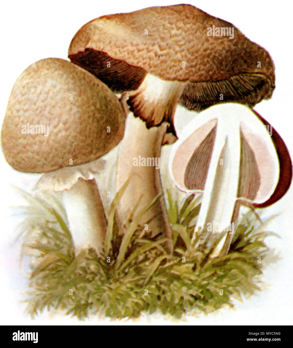 . Kleiner Waldchampignon, Echter Waldchampignon (Agaricus silvaticus ...