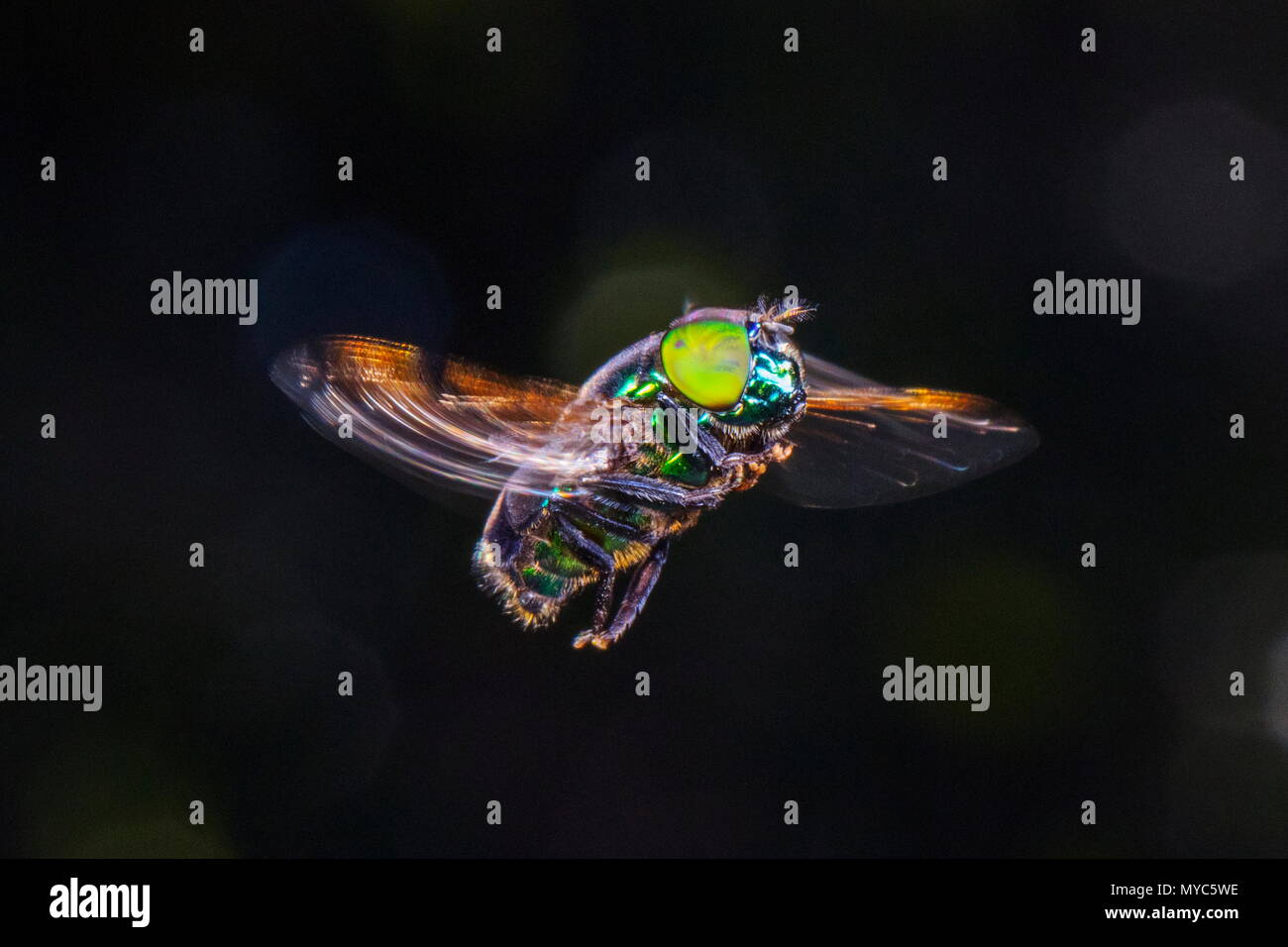 Flying insect wings flight hoverfly hi-res stock photography and images ...