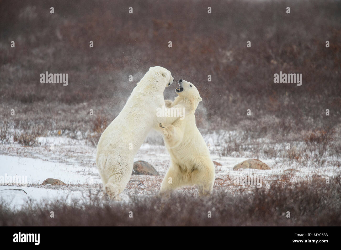 Polar Bear (Ursus maritimus) Interaction and sparring, Churchill Wildlife Management area ...