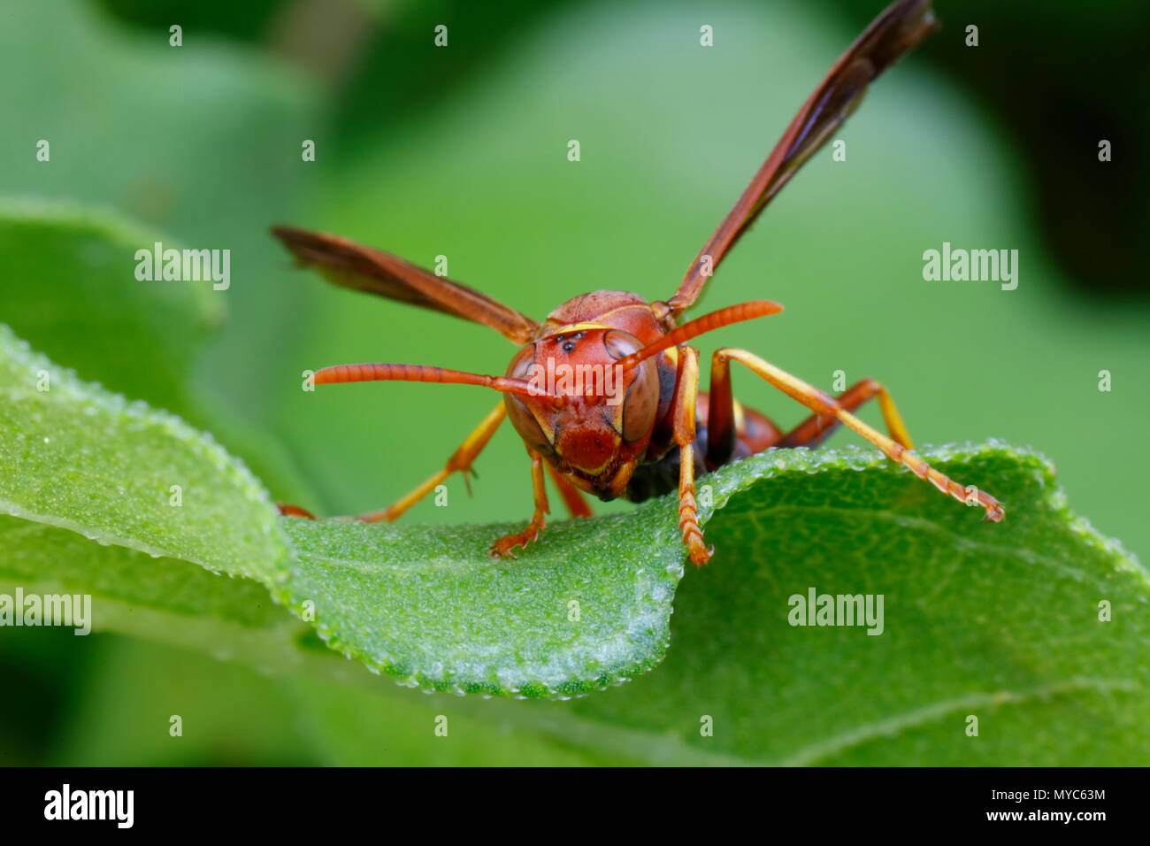 A paper wasp, Polistes, on a leaf Stock Photo - Alamy