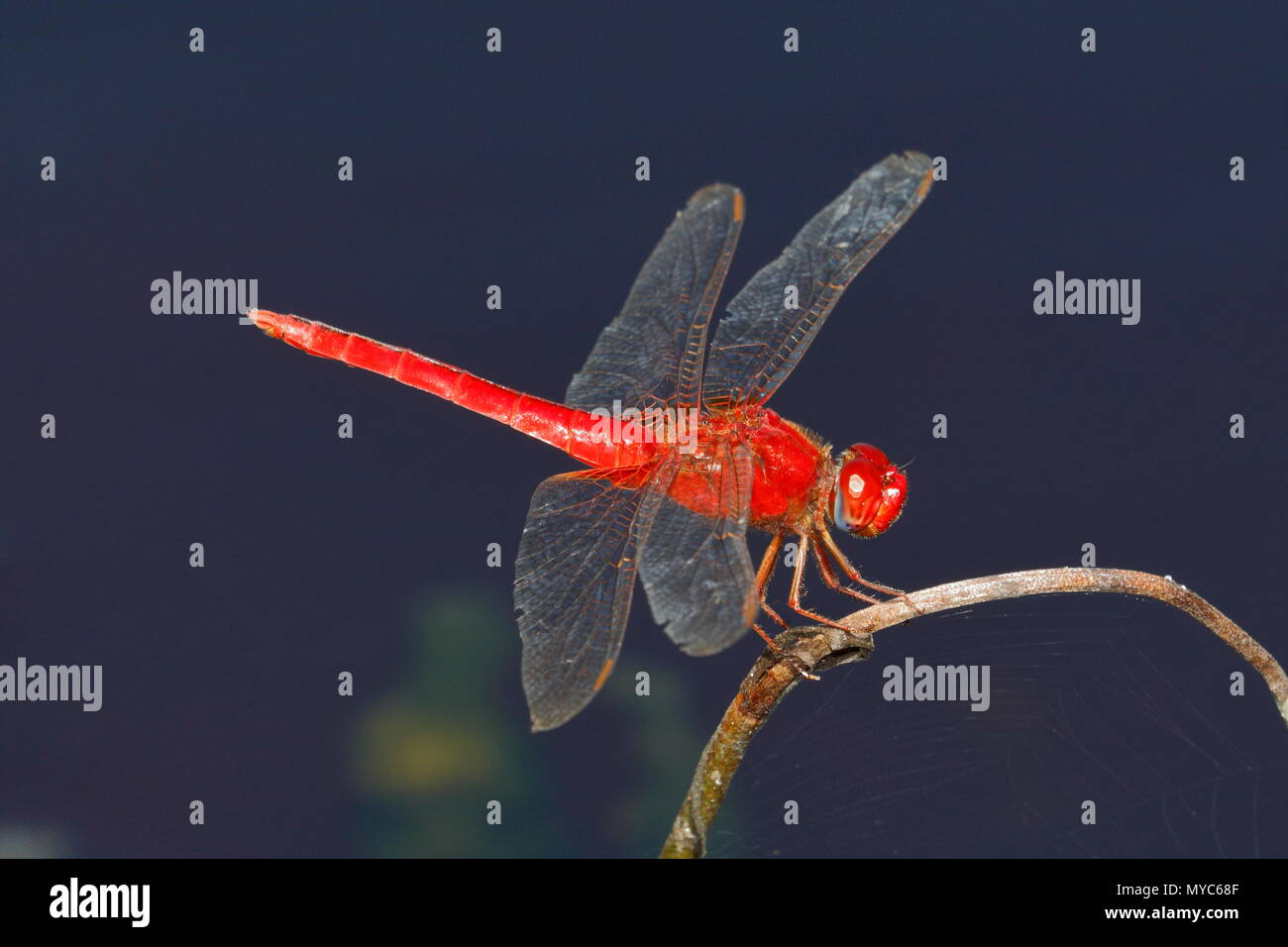 A scarlet skimmer, or ruddy marsh skimmer, Crocothemis servilia ...