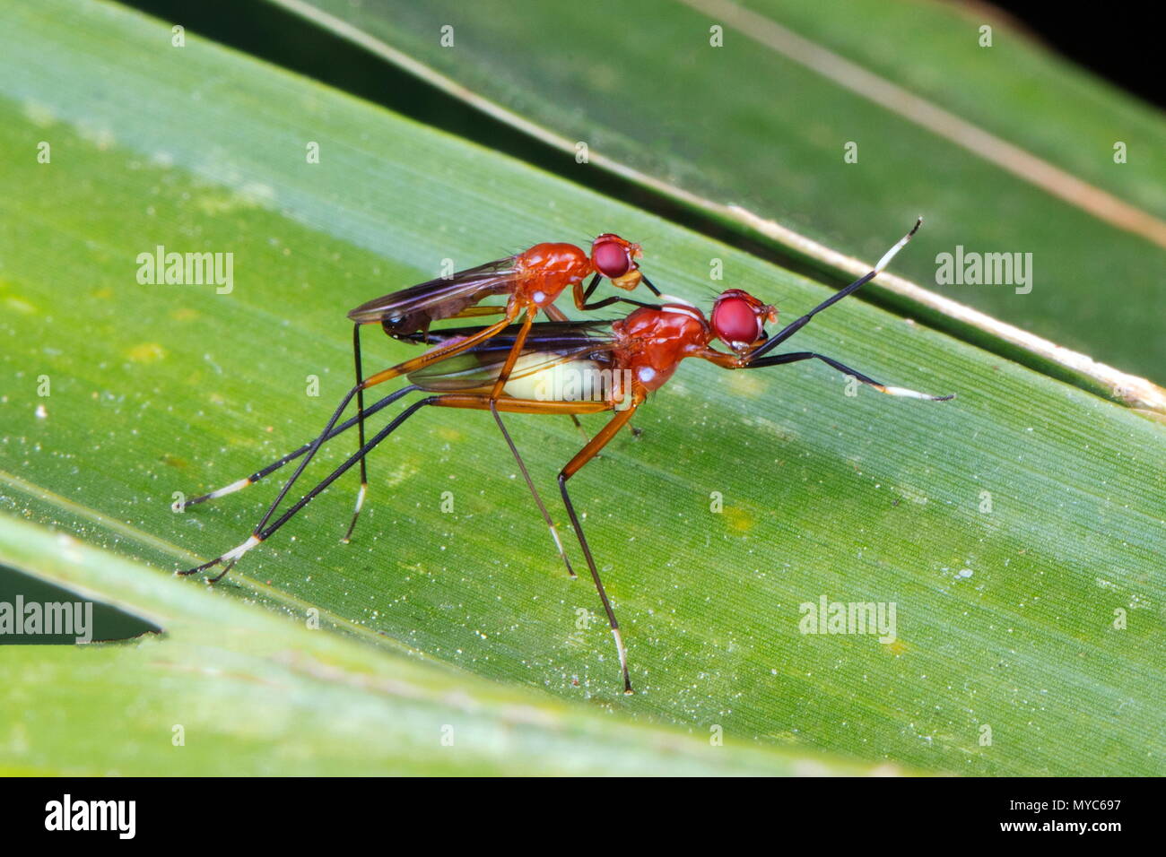 Female mating behavior hi-res stock photography and images - Alamy