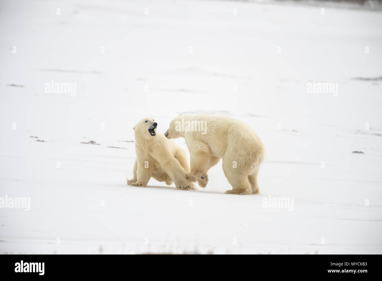 Polar Bear (Ursus maritimus) Interaction and sparring, Churchill Wildlife Management area ...