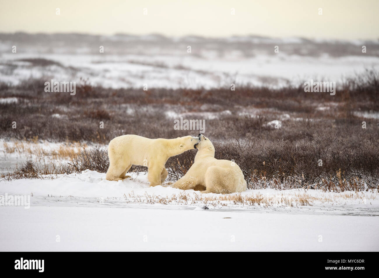 Polar Bear (Ursus maritimus) Interaction and sparring, Churchill Wildlife Management area ...