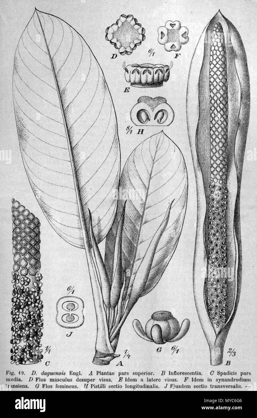 . English: Dieffenbachia daguensis botanical drawing . 1915. Adolf ...