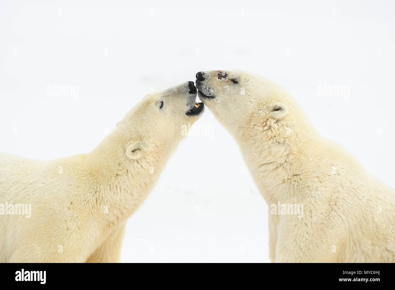 Polar Bear (Ursus maritimus) Interaction and sparring, Churchill Wildlife Management area ...