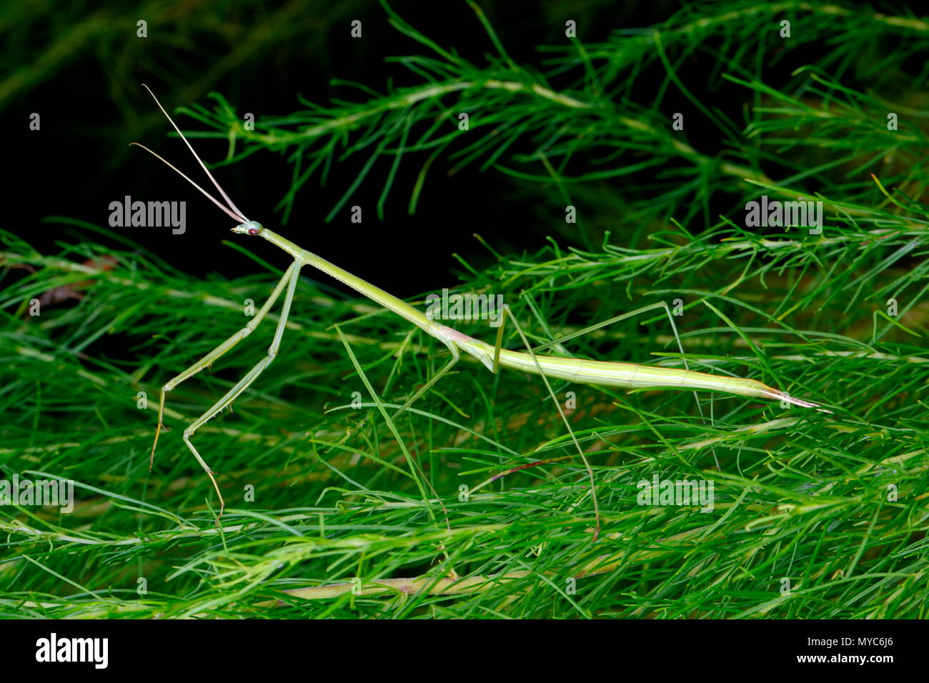 Brunners stick mantis hi-res stock photography and images - Alamy