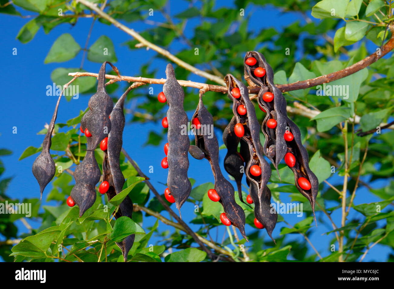 Pithecellobium hi-res stock photography and images - Alamy