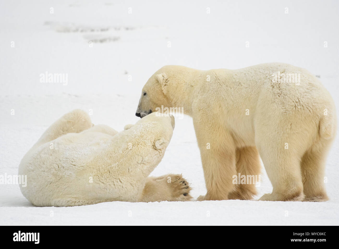 Polar Bear (Ursus maritimus) Interaction and sparring, Churchill Wildlife Management area ...