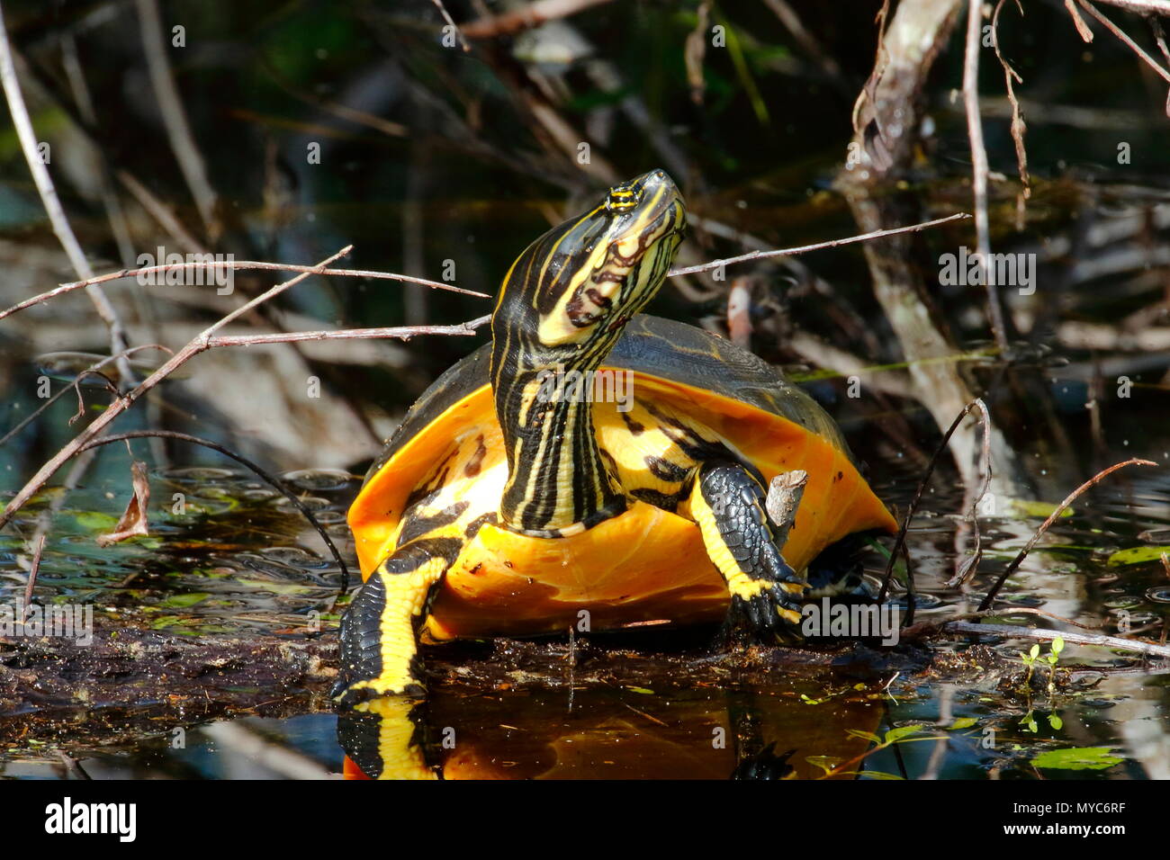 A chicken turtle, Deirochelys reticularia, basking on a log Stock Photo ...