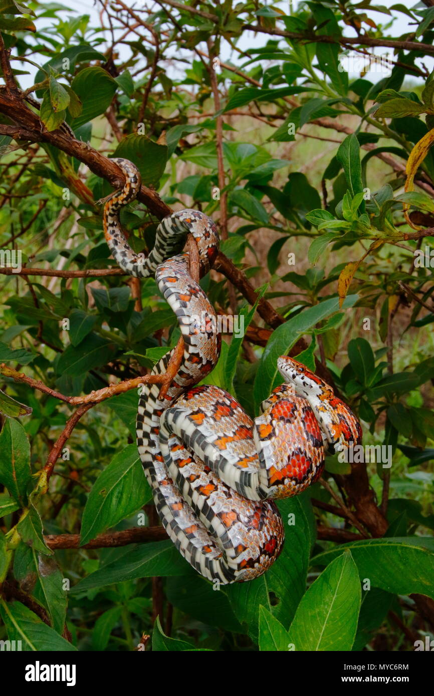 A corn snake, Pantherophis guttatus, in defensive posture Stock Photo ...