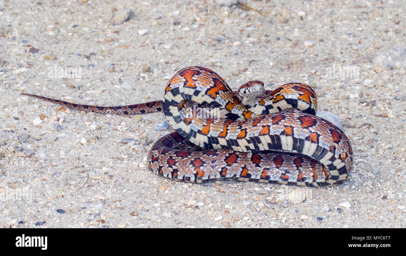 A corn snake, Pantherophis guttatus, in defensive posture Stock Photo ...