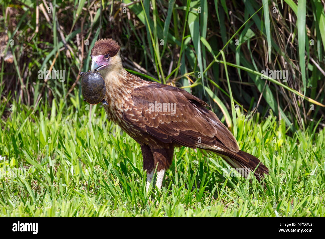 Turtle bird hi-res stock photography and images - Alamy