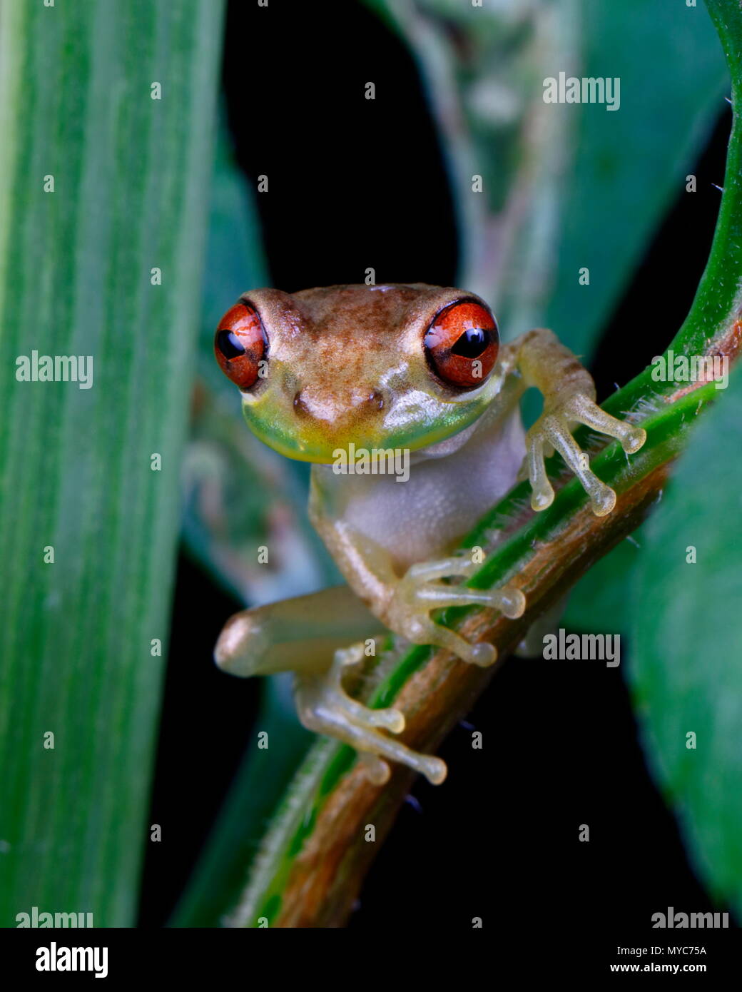 Cuban tree frog cuban tree frog hi-res stock photography and images - Alamy