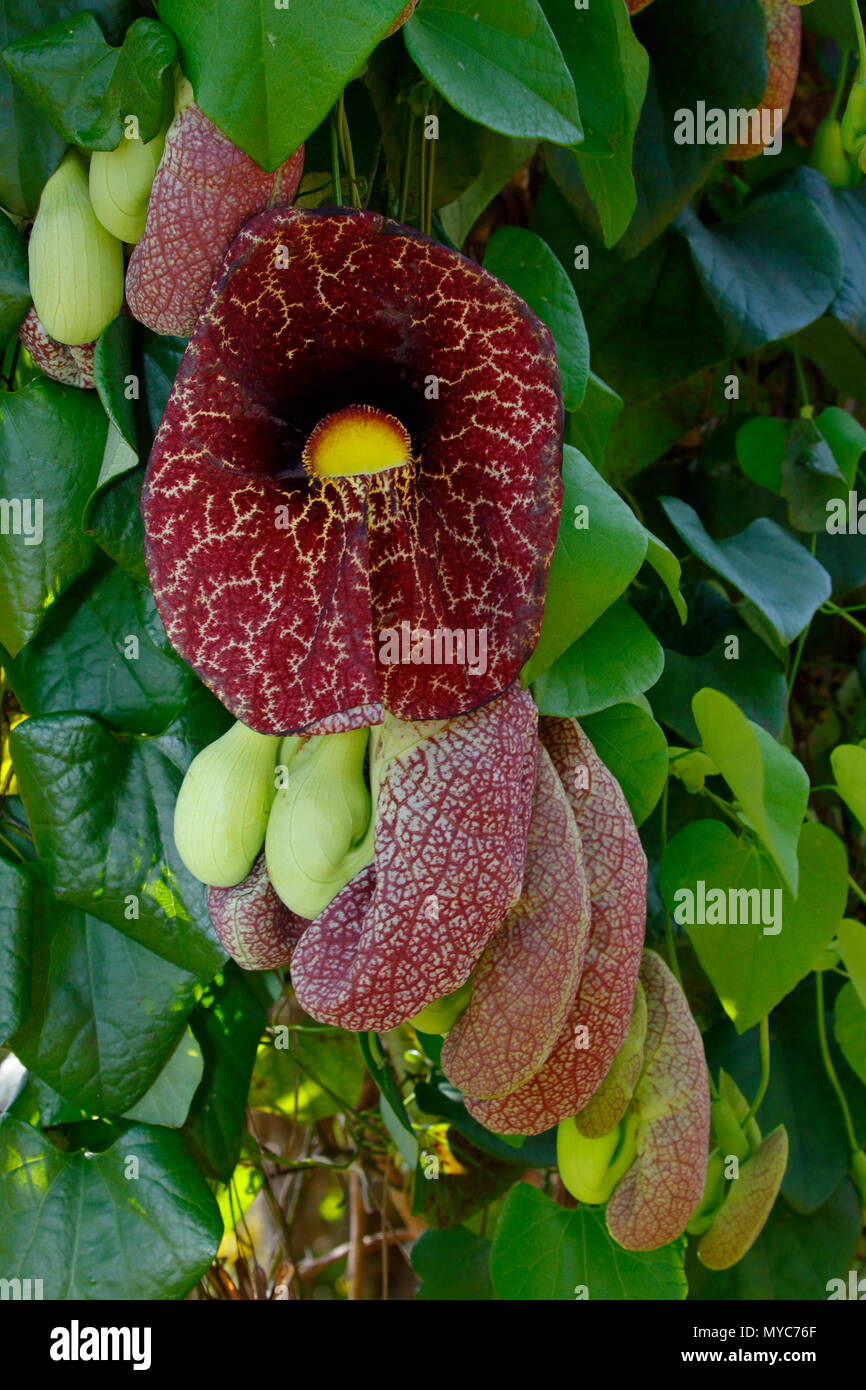 A pipevine or Dutchman's pipe, Aristolochia, blooms Stock Photo - Alamy