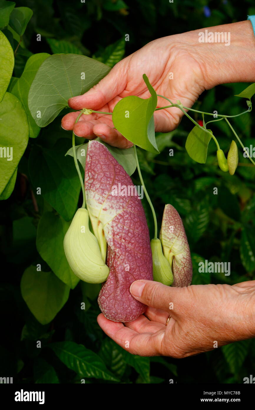 Dutchman's pipe vine hi-res stock photography and images - Alamy