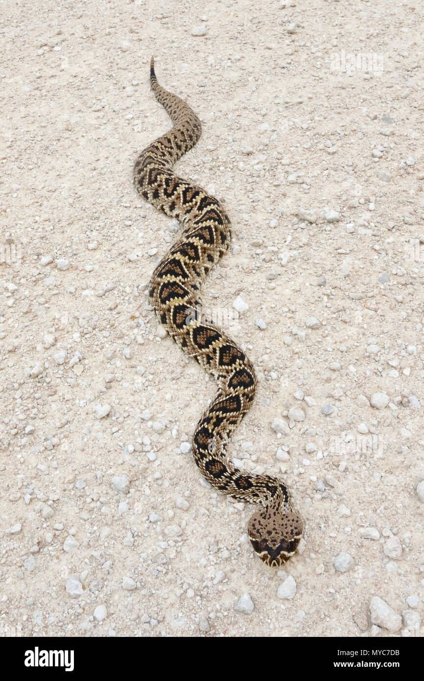 An Eastern Diamondback Rattlesnake, Crotalus adamanteus, foraging ...