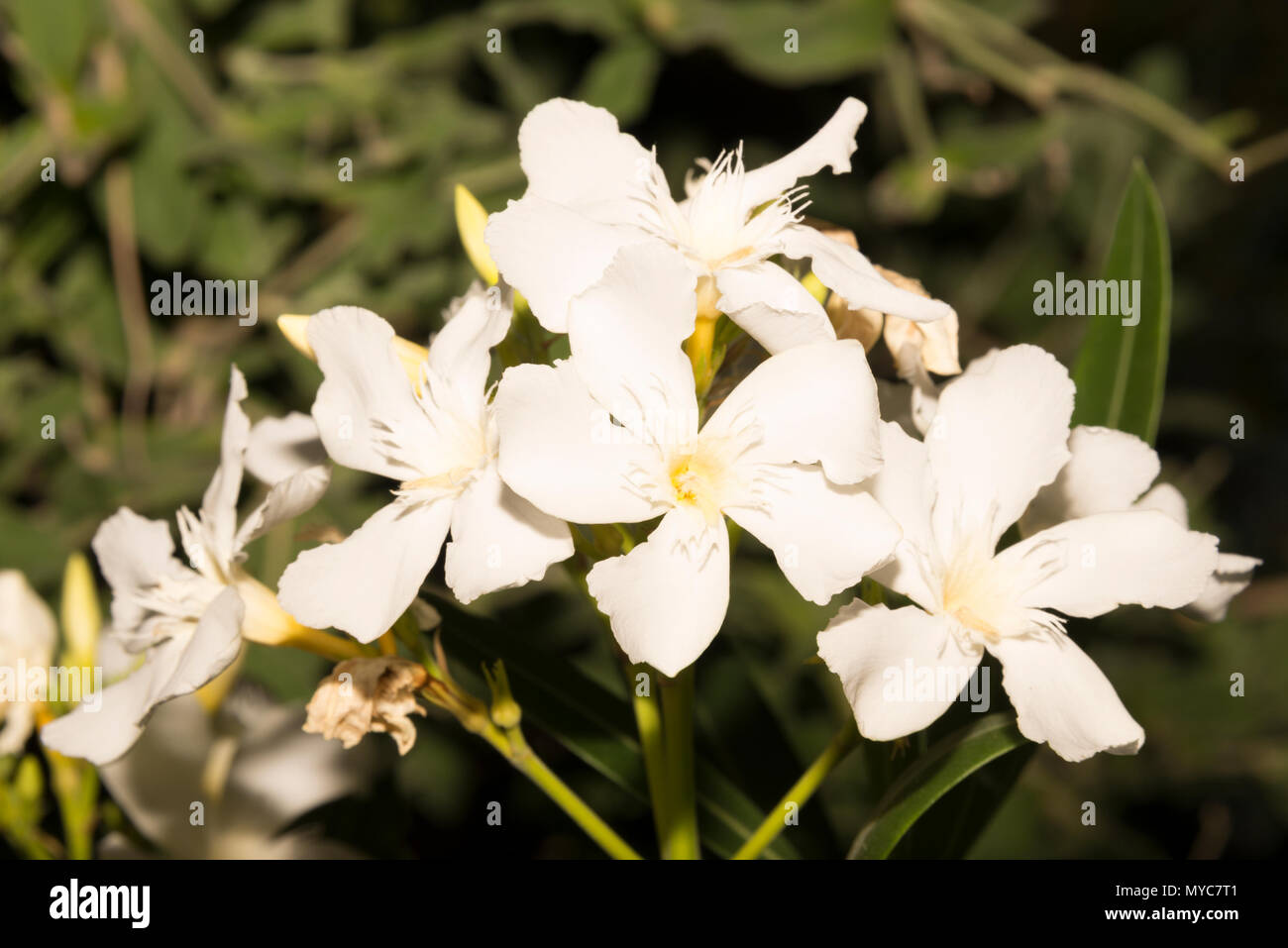 Oleander nerium leaves close hi-res stock photography and images - Alamy