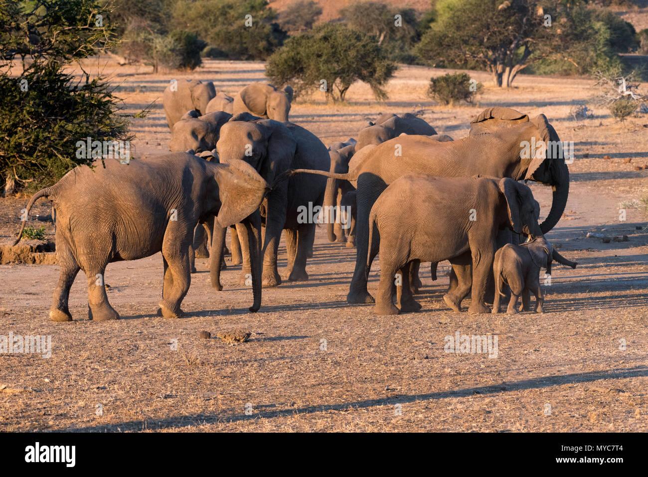 Two breeding herds of Elephant meeting and greeting in the Mashatu Game ...