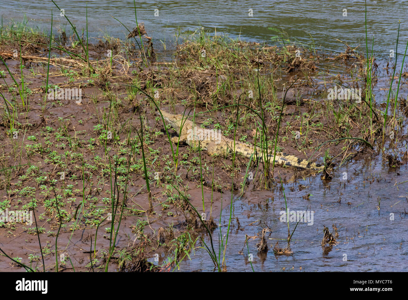 Nile Crocodile Basking on the Luvuvhu River in South Africa Stock Photo ...