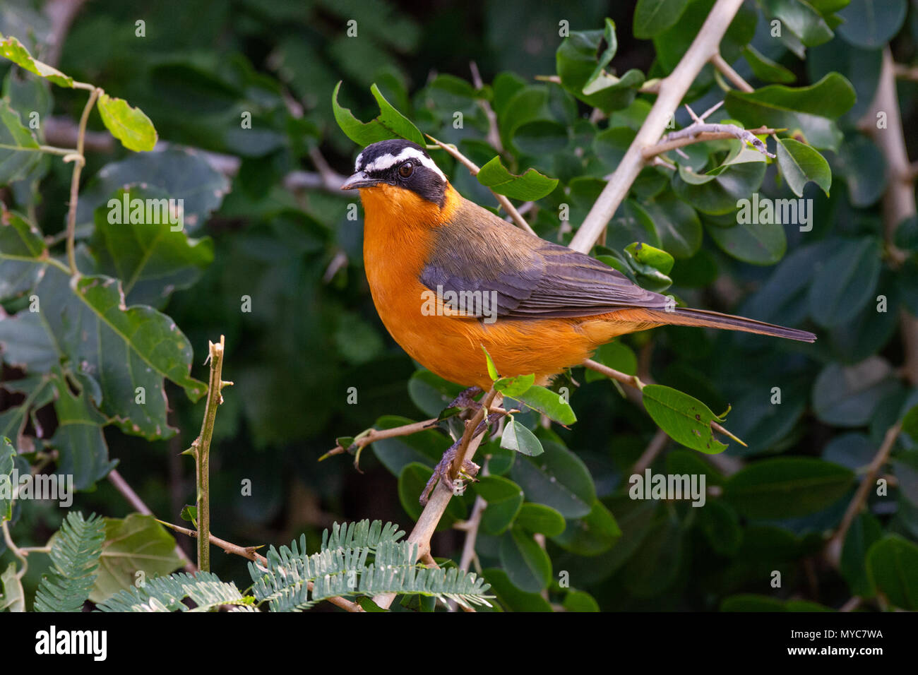White browed bush robin hi-res stock photography and images - Alamy