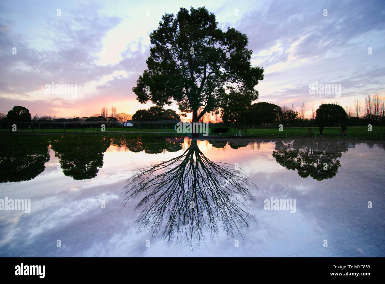 double exposure to create surreal tree section Stock Photo - Alamy